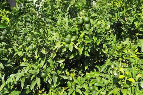 Premium Photo Orange Tree With Green Oranges Orange Citrus Sinensis Is A Fruit Tree A Species