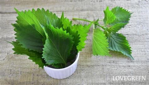 家庭菜園年間カレンダー 植え付けや収穫時期 ｜秋冬野菜編 Lovegreen ラブグリーン