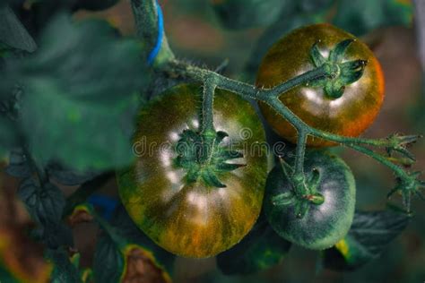 Fresh Organic Tomato Plant On Ukrainian Garden Stock Image Image Of