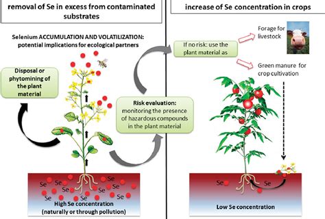 Figure 1 From Selenium Biofortification And Phytoremediation Phytotechnologies A Review