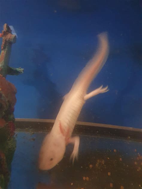 Help One Of My Axolotl Keeps Floating R Axolotls