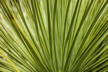 40 Free Green Spiky Plant Pictures Pikwizard