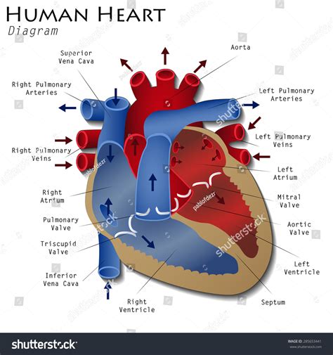 Heart Diagram