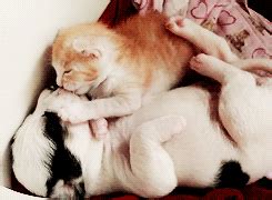 Cute Kittens And Puppies Kissing