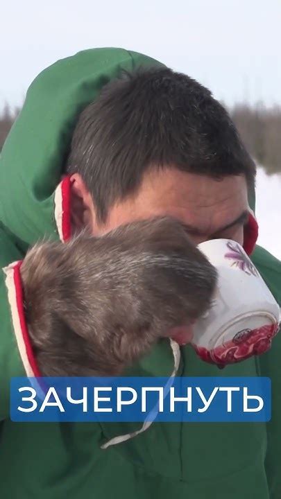 😳 Правда ли что ненцы пьют кровь оленя Традиции коренных народов севера рекомендации янао