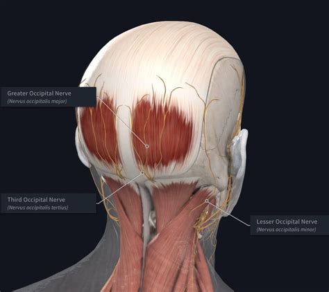 Occipital Bone Anatomy Function And Treatment