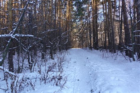 나무와 소나무의 트렁크 그것은 숲에서 비싸다 눈과 진눈깨비 0명에 대한 스톡 사진 및 기타 이미지 0명 12월 1월 Istock