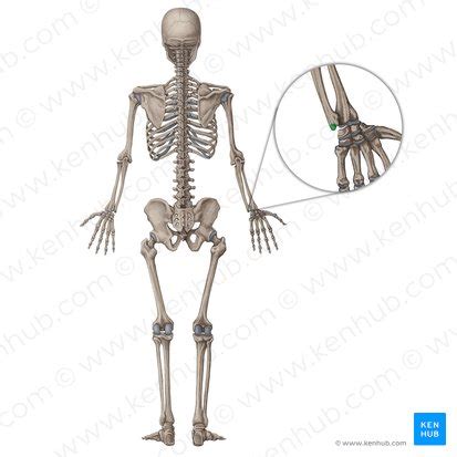 Styloid Process Of Ulna Anatomy And Function Kenhub