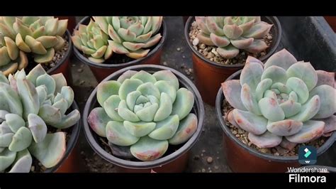 💕신세대다육 01041059117💕왕초보맘들위해 가성비 좋은 1천원짜리부터 1번5종세트~6번 5종세트 까지 올려드립니다인천