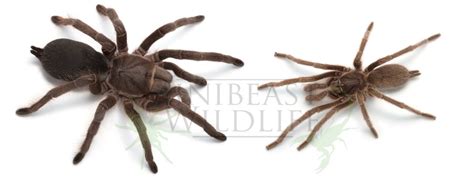 How To Tell The Sex Of Australian Tarantulas Minibeast Wildlife