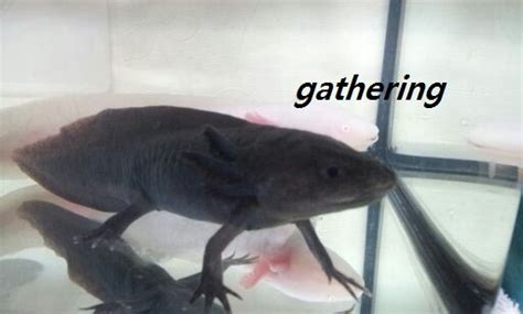 아홀로틀 네이버 블로그