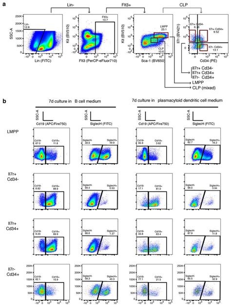 Sorting Strategy For In Vitro Differentiation Of B Cell And Pdc Download Scientific Diagram