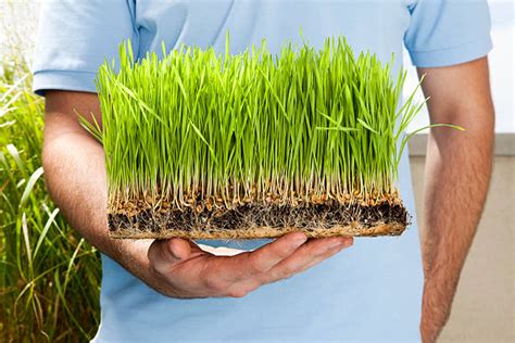 How To Grow Your Own Grass Updated July 6th
