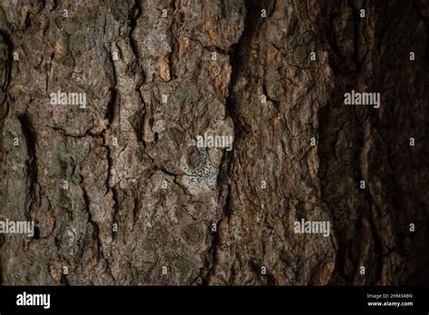 Tree Bark Texture For Wallpaper And Background Abstract Background Texture Background Macro