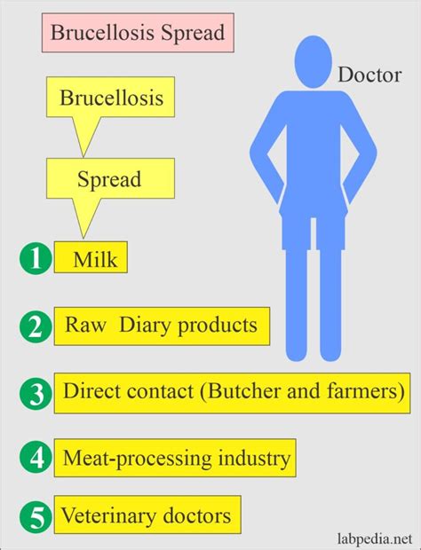 Brucella Antigen Brucellosis Diagnosis Of Brucella Infection