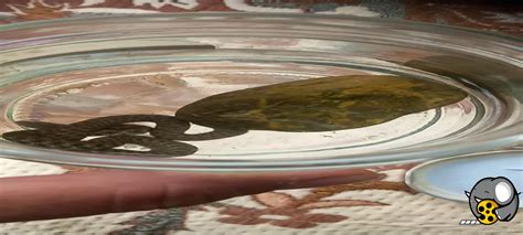 یه بچه مار گرفتم امروز فیلو