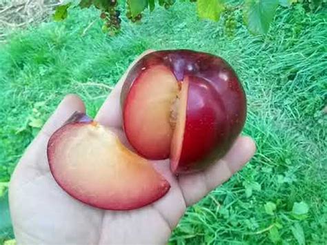 Самая крупная диплоидная слива в мире сорт Бербанк Гигант(plum Berbank ...
