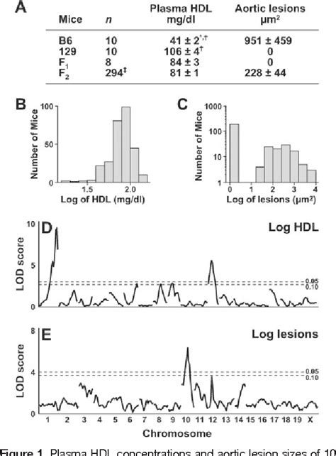 Quantitative Trait Loci Analysis For Plasma Hdl Cholesterol Concentrations And Atherosclerosis