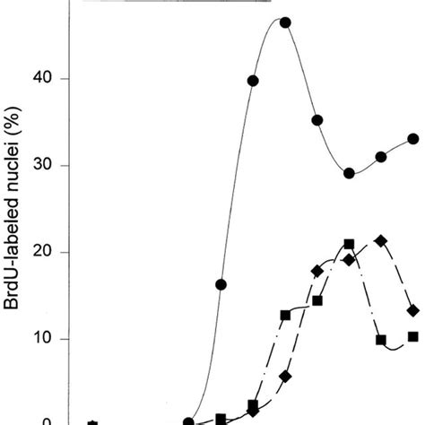 Kinetics Of Cell Cycle Progression After Mitogenic Stimulation Of Download Scientific Diagram