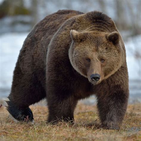 Hibernating Bears Hold Clues To Human Obesity Science Of Us