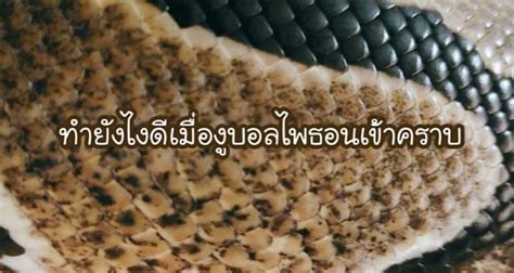 ทำยังไงดีเมื่องูบอลไพธอนเข้าคราบ