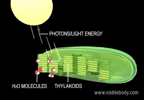 Together The Light Dependent Cycle And The Light Inde