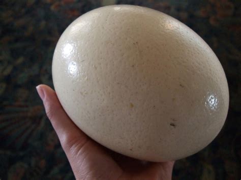 What Is The Size Of An Ostrich Egg Is It A Single Cell Or A Group Of