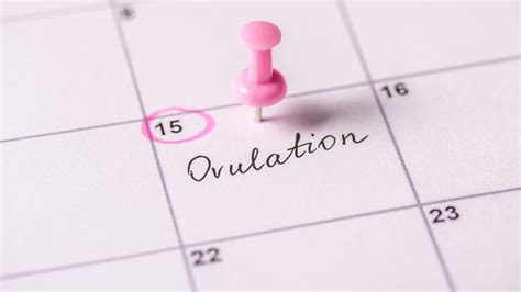 Ovulation Calculator Determine Your Fertile Window Artofit