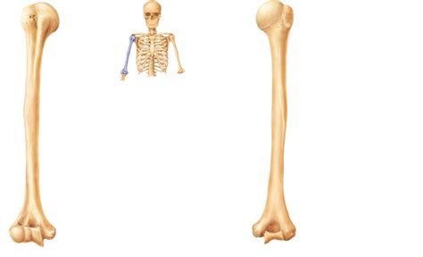Lab Appendicular Skeleton Diagram Quizlet