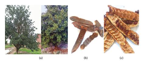 Morphology Of The Carob Tree And Its Fruits A The Carob Tree B Download Scientific