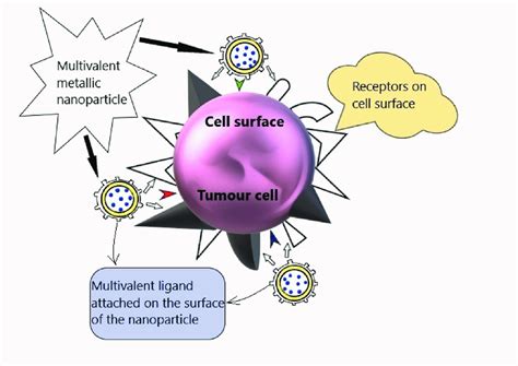 Schematic Representation Of Multivalent Interaction With A Receptor On Download Scientific