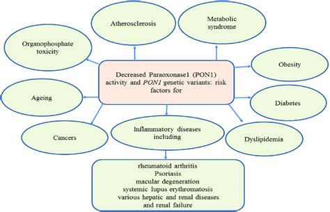 Schematic Representation Of Decreased Pon1 Activity And Pon1 Genetic Download Scientific