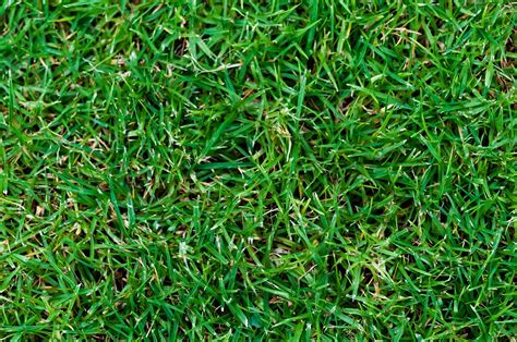700 Free Grass Texture And Texture Images Pixabay