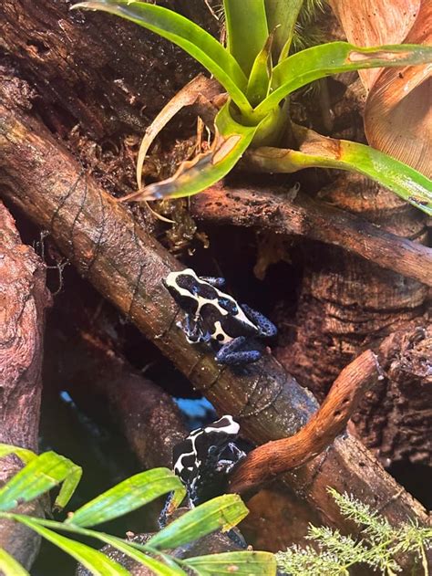 Anyone Know The Sex Of My Frogs Rdartfrog