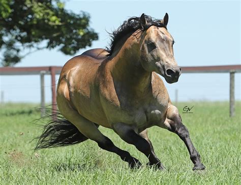Filhos Do Garanhão Dual Patron Que Se Destacarem Em Pista Receberão