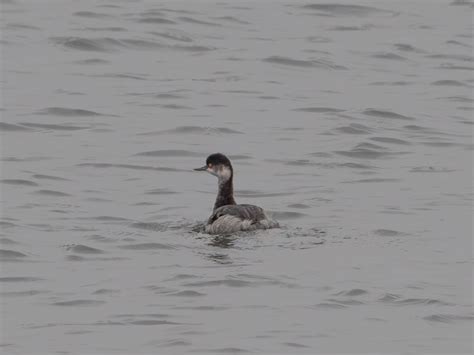 20231112 葛西臨海公園 ふなきちのフィールドノート