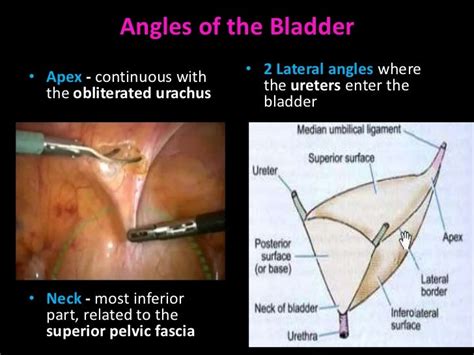 Bladder And Injuries