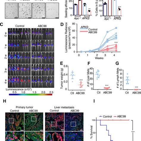 Small Molecule Inhibition Of Notum Inhibits Tumour Growth And