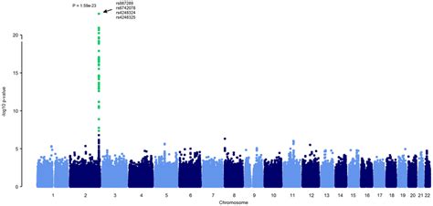 Manhattan Plot Of The Genome Wide Analysis Of Snps Associated With