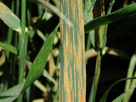 Kansas California Researchers Combat Wheat Rust