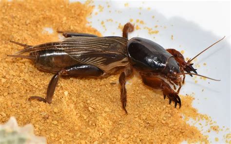 How To Identify And Remove Mole Crickets