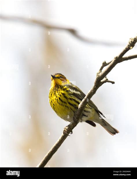 A Male Cape May Warbler In A Woodland Habitat At Pelee National Park In