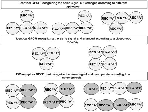 Relevance Of The Topology In The Assembly Of Gpcr Forming Rms Some Download Scientific Diagram