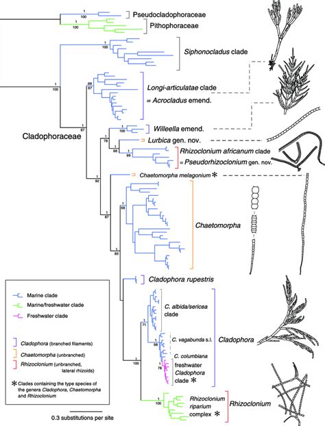 Schematic Of The Bayesian Inference Bi Phylogram Inferred From Rdna