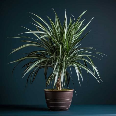 How To Care For Dragon Plant A Complete Guide Foliage Garden Plants
