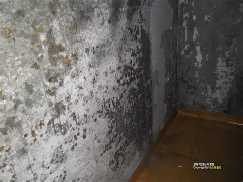 벽 곰팡이제거 및 재발 방지 방법은 네이버 블로그 벽 곰팡이제거 및 재발 방지 방법은 네이버 블로그