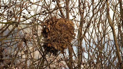 How To Spot The Difference Between A Squirrel S Nest And A Bird S Nest