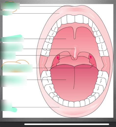 Quiz 3 Diagram Quizlet