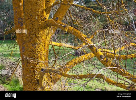 Trees Rural Yellow Lichen Trunk Branches Fleurieu Peninsula South Australia Australian Stock