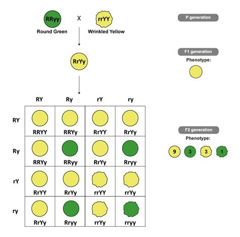 Dihybrid Cross Analysis Free Worksheets Printable